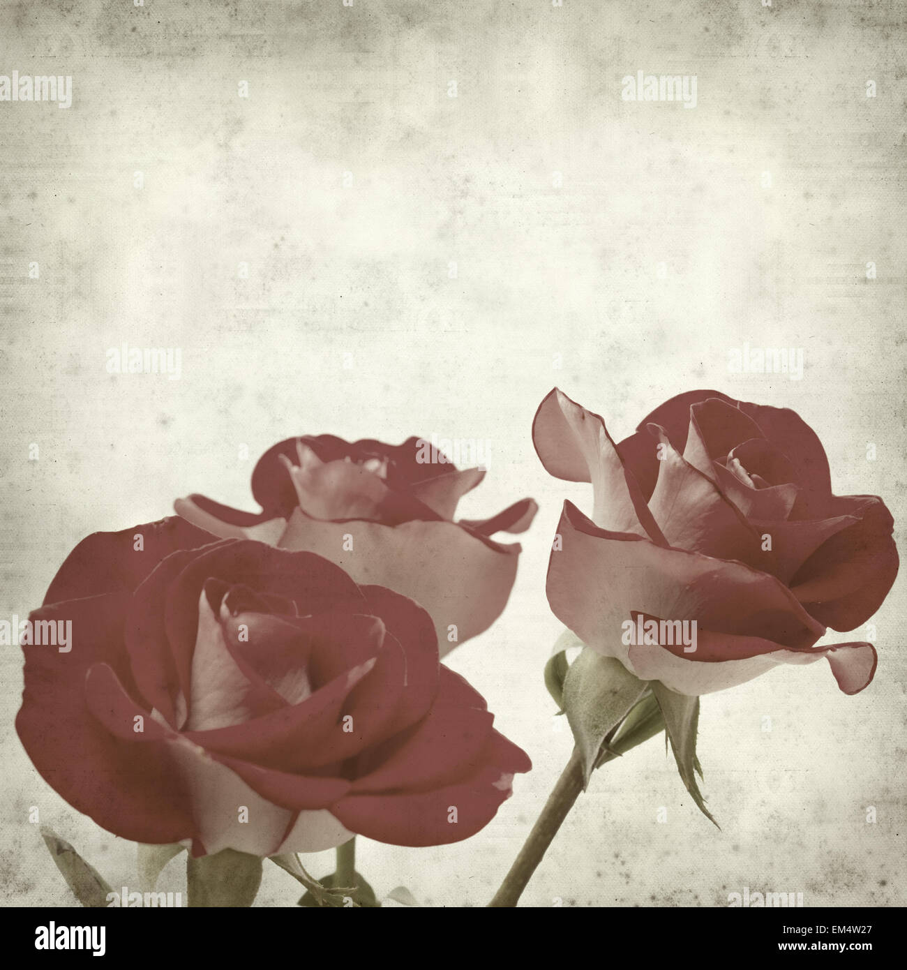 textured old paper background with two-toned roses Stock Photo - Alamy
