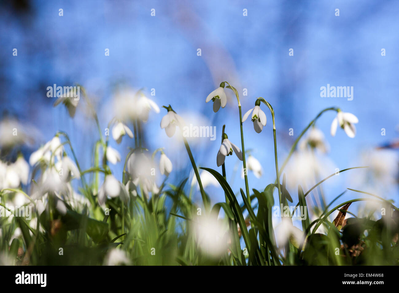 Flowering snowdrops in a woodland seen against a deep blue sky Stock ...