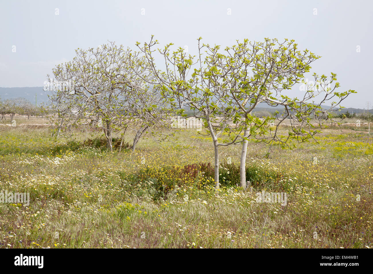 Fig tree formentera balearic islands hi-res stock photography and ...