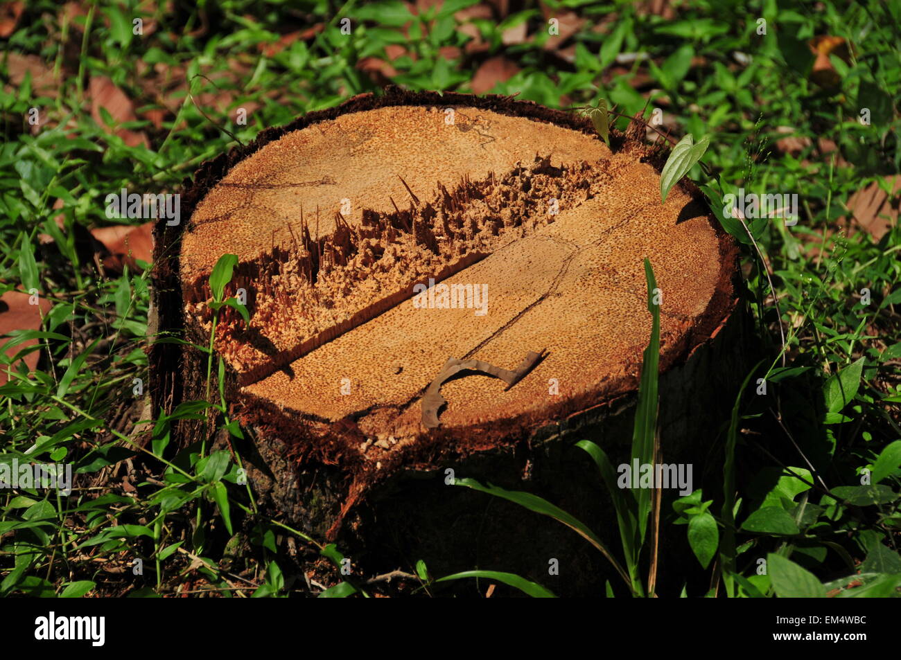 Deforestation and decayed coconut wood Stock Photo - Alamy