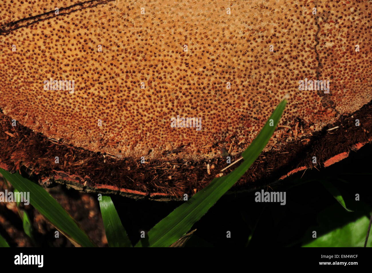 Deforestation and decayed coconut wood Stock Photo - Alamy