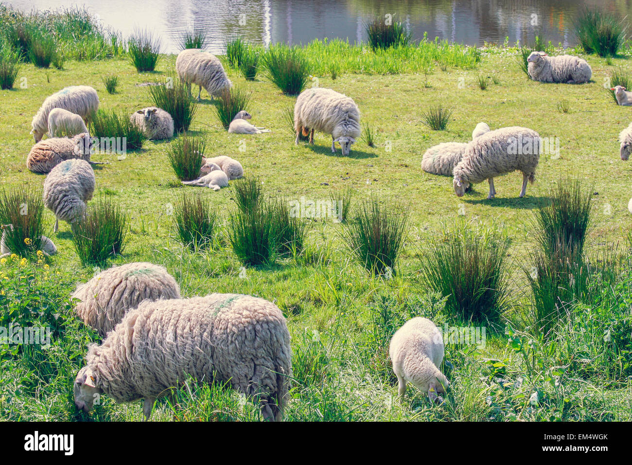 Spring sheep river hi-res stock photography and images - Alamy