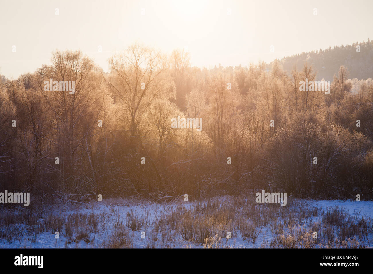 Trees illuminated by morning sun at winter Stock Photo - Alamy