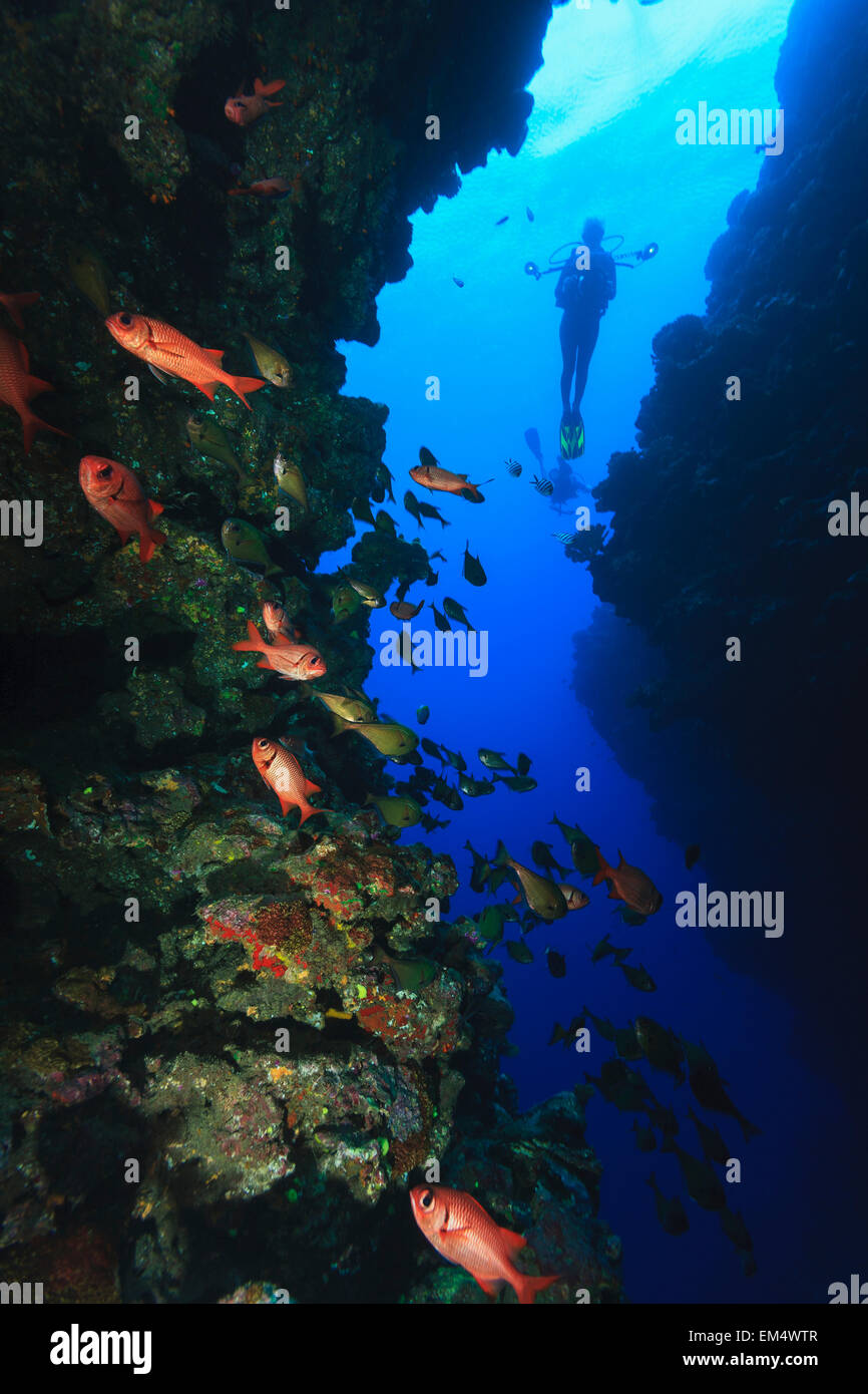 Soldierfish In Cave Opening Arue Wall Dive Near Papeete; Tahiti Nui ...