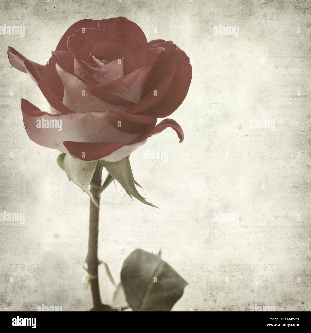 textured old paper background with two-toned roses Stock Photo - Alamy