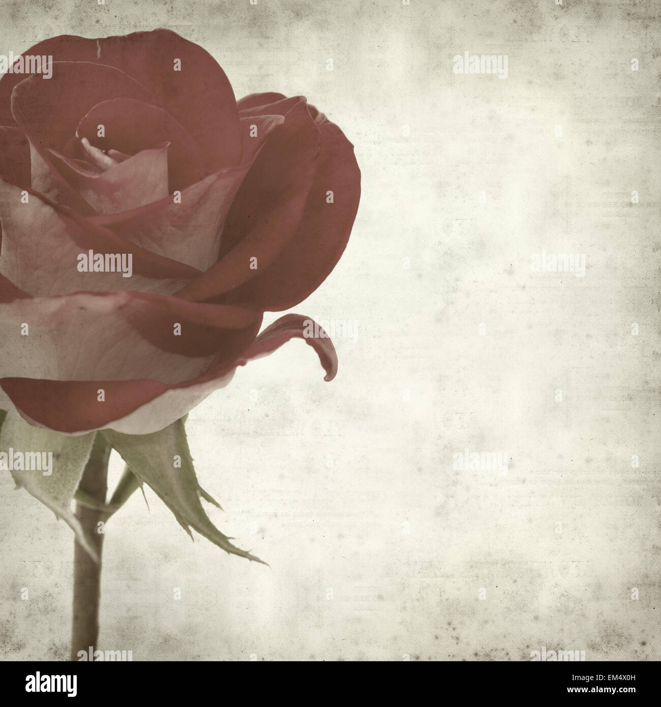 textured old paper background with two-toned roses Stock Photo - Alamy