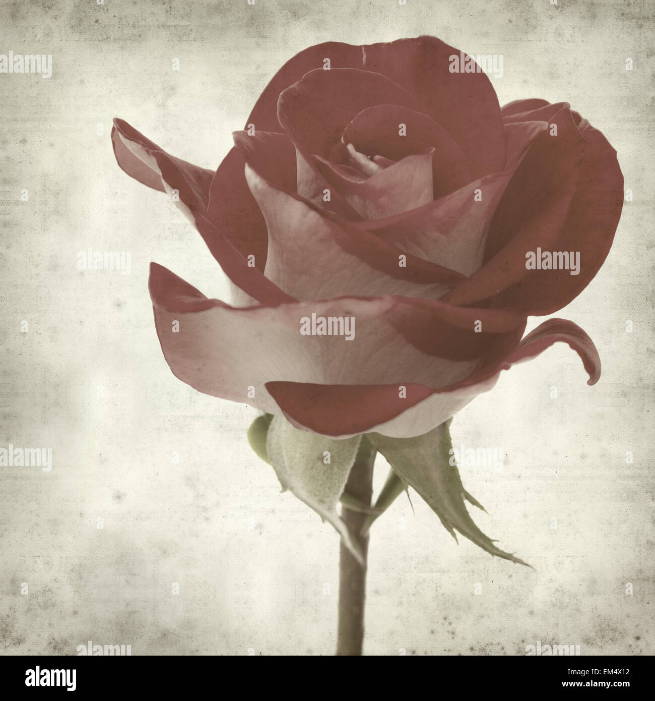 textured old paper background with two-toned roses Stock Photo - Alamy
