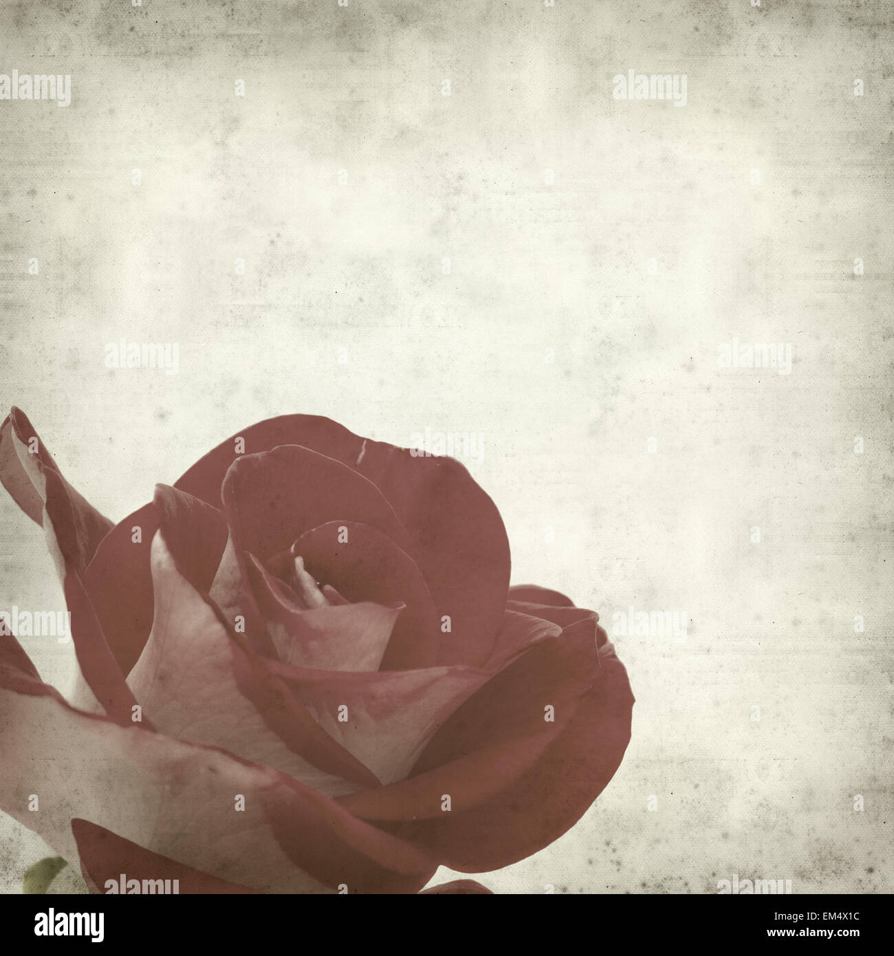textured old paper background with two-toned roses Stock Photo - Alamy