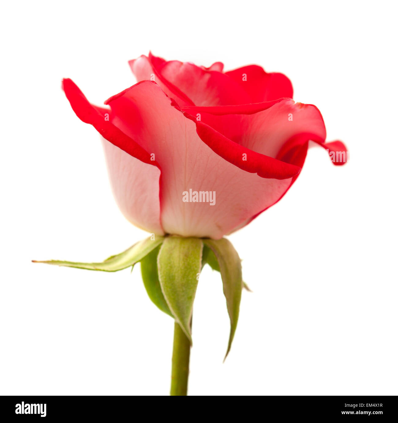 two-toned roses isolated on white background Stock Photo - Alamy
