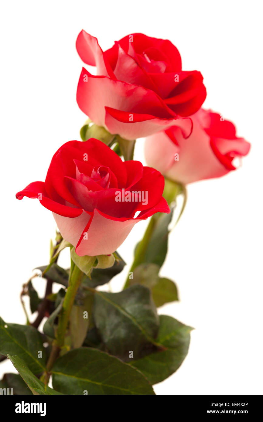 two-toned roses isolated on white background Stock Photo - Alamy