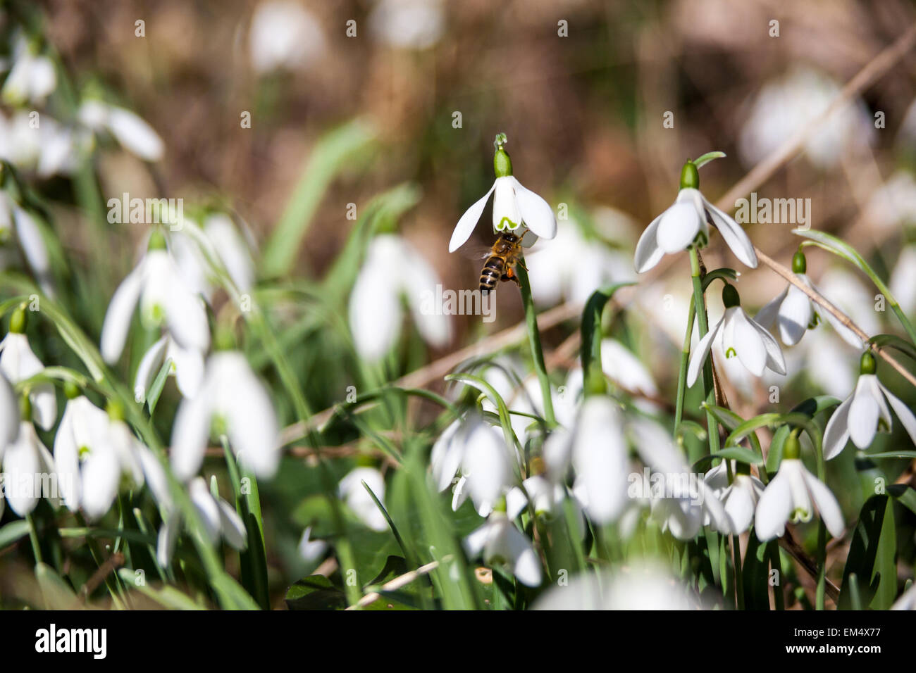 Bee feeding on pollen of snowdrops Stock Photo - Alamy
