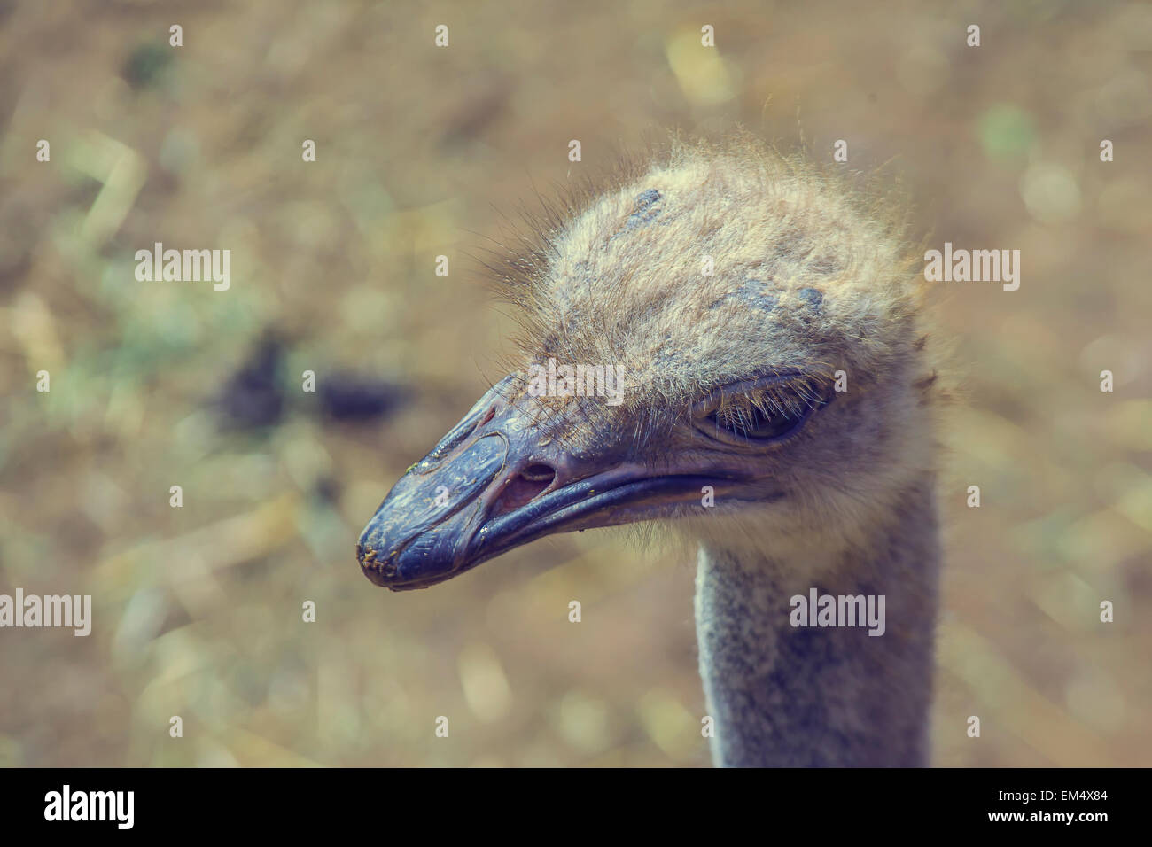 Ostrich head in close up Stock Photo - Alamy