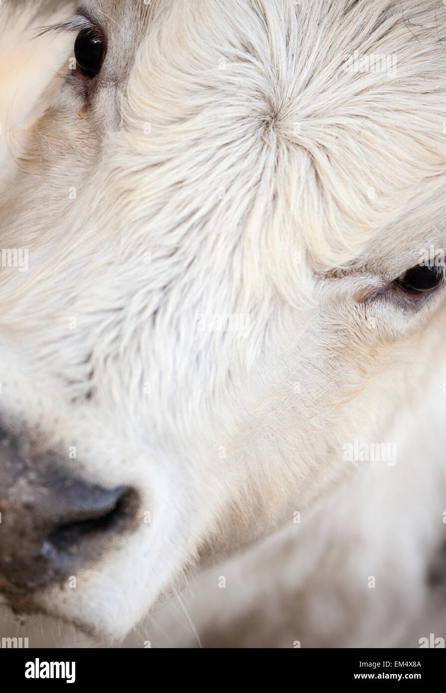 Calf cattle hi-res stock photography and images - Alamy