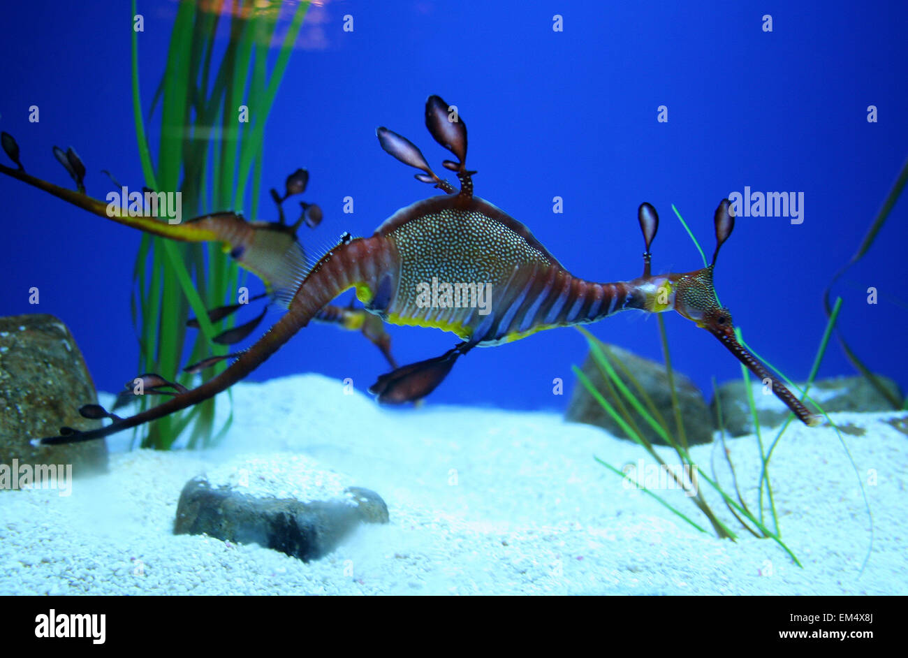 Seadragon High Resolution Stock Photography and Images - Alamy