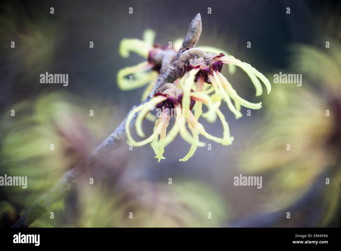 Hamamelis x intermedia 'Primavera' Stock Photo - Alamy