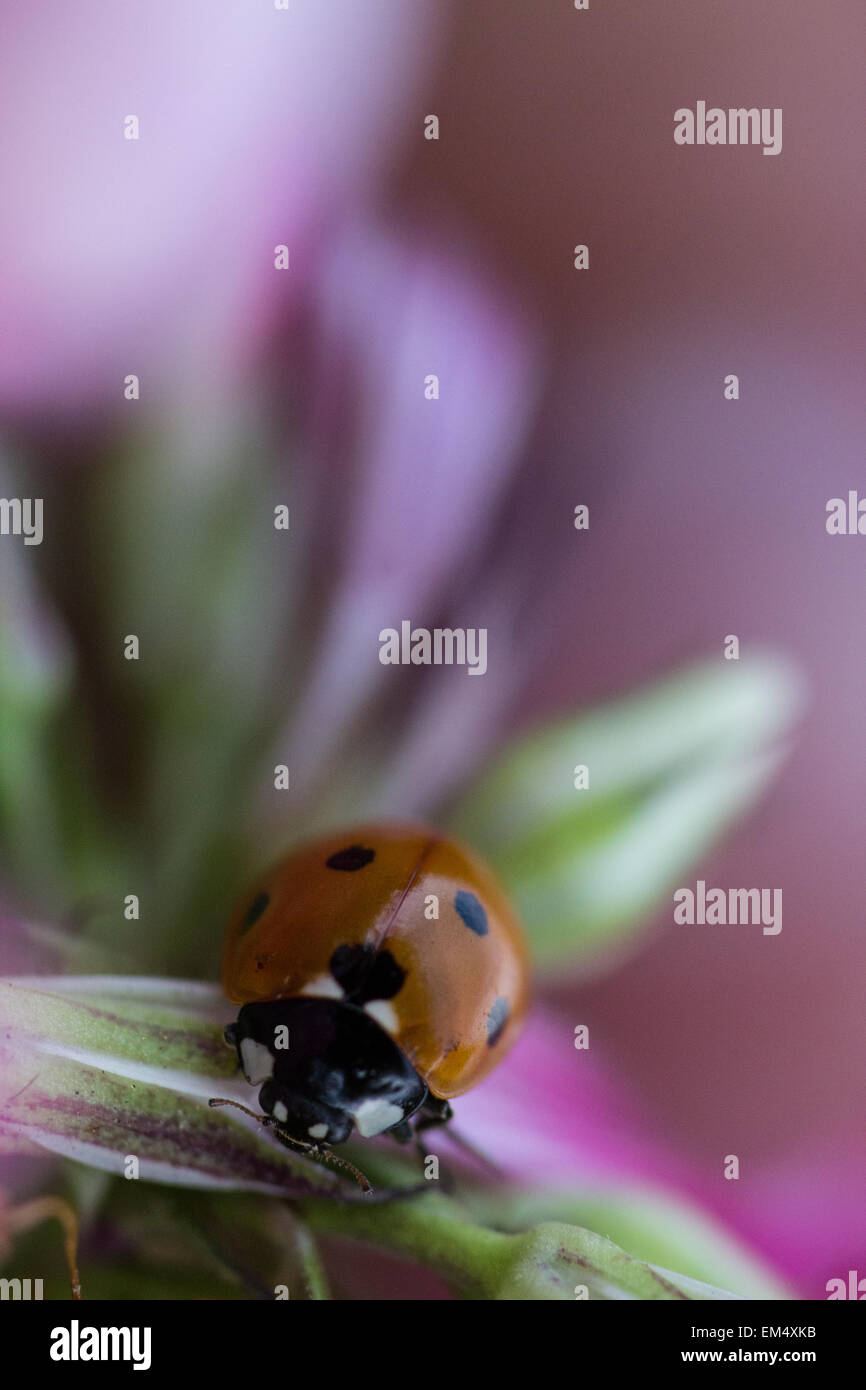 Pink ladybug hi-res stock photography and images - Alamy