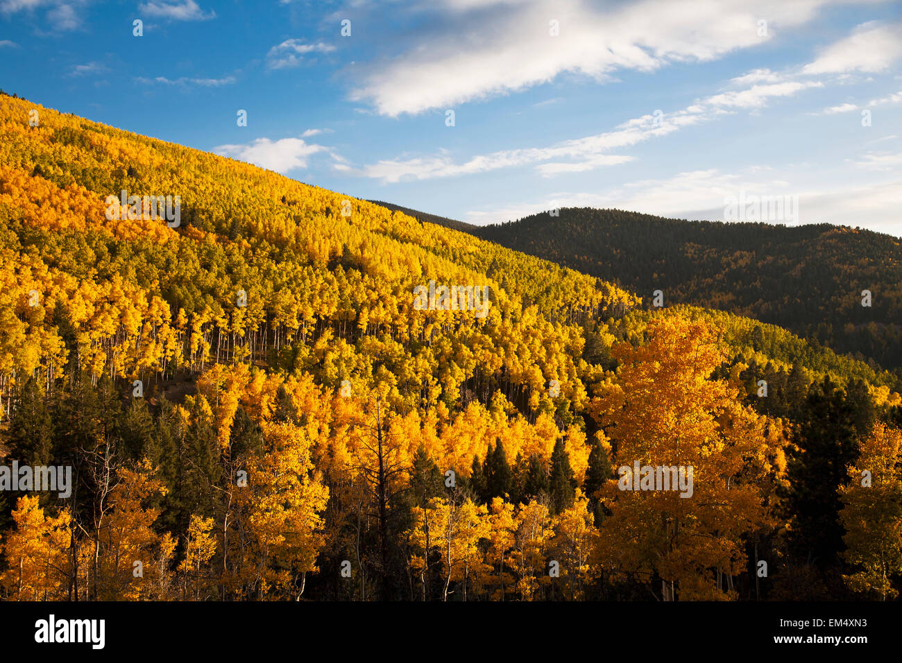 USA, New Mexico, Santa Fe, Aspen trees (Populus tremuloides) in Sangre ...