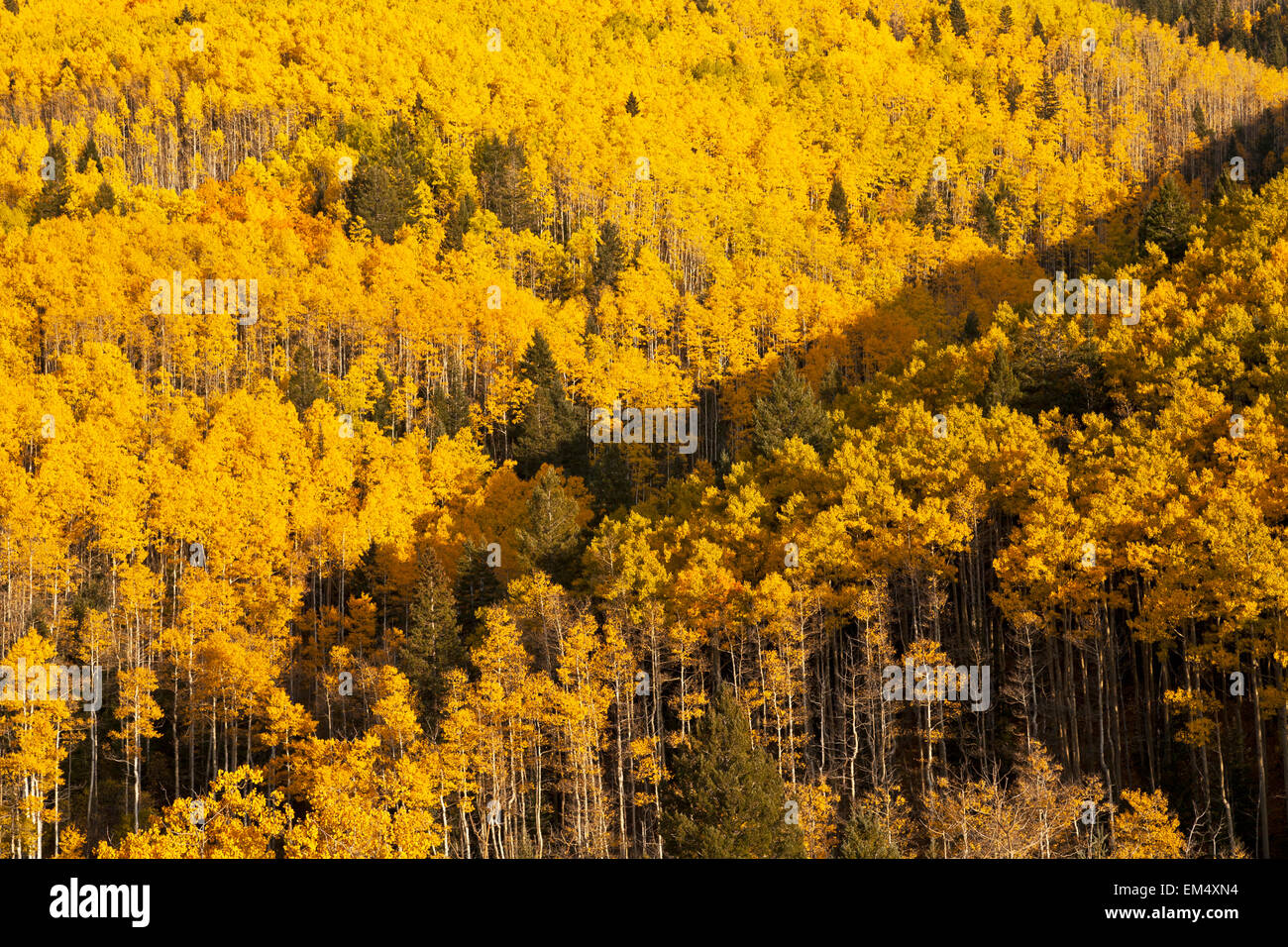 Aspen trees (Populus tremuloides) in Sangre de Cristo Mountains; Santa ...