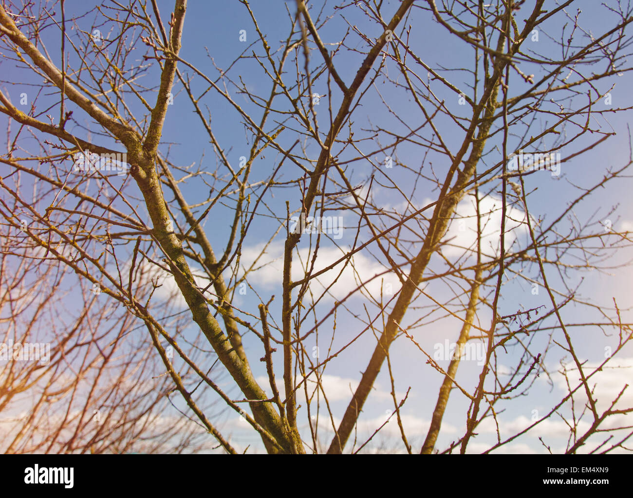 Branch of tree Stock Photo - Alamy