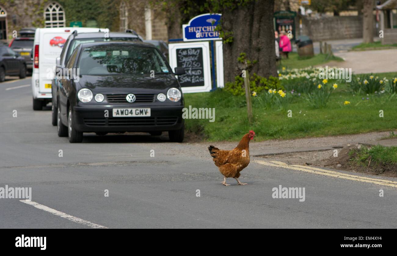 Hen crossing the road hi-res stock photography and images - Alamy