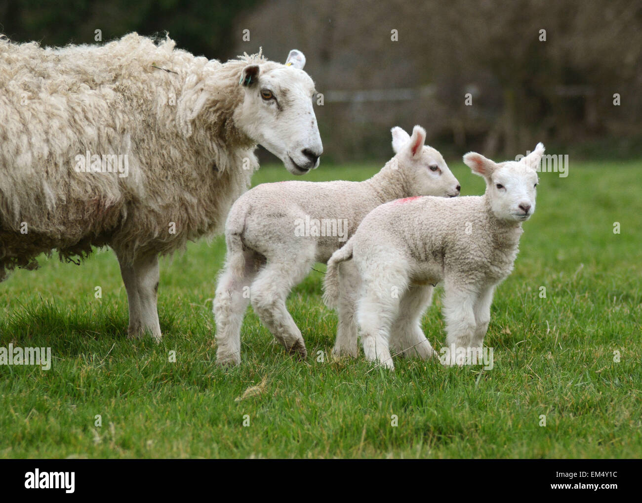 Lundy lamb hi-res stock photography and images - Alamy