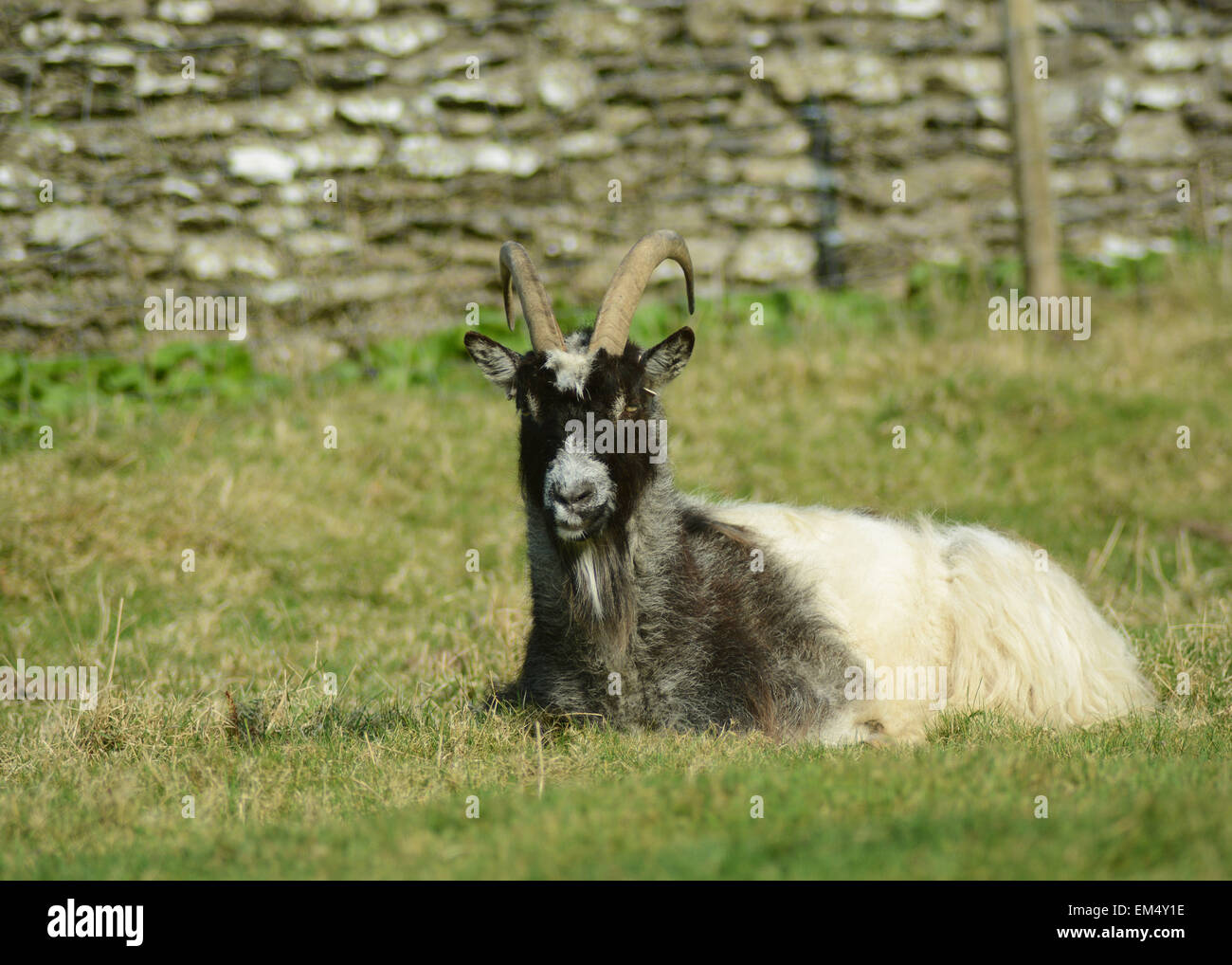 Lynton goat hi-res stock photography and images - Alamy