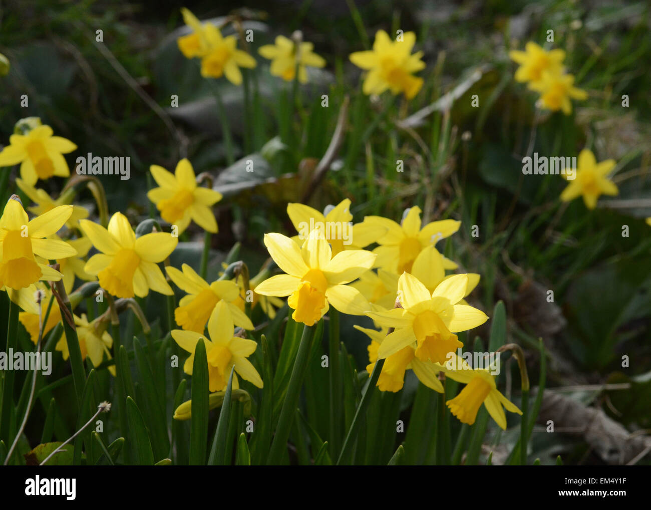 Dwarf daffodils hi-res stock photography and images - Alamy