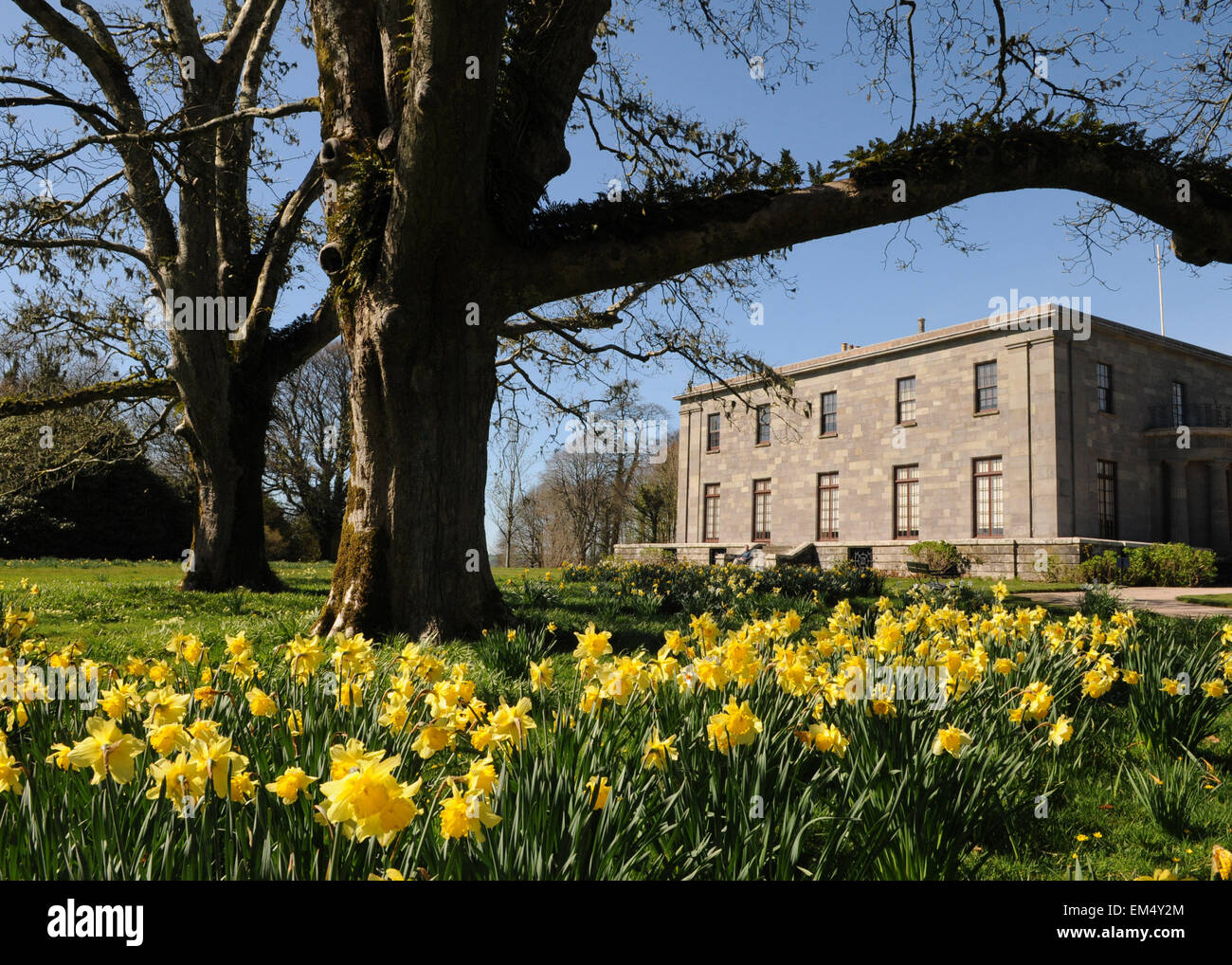 Arlington Court, North Devon looks a picture with the spring daffodils ...