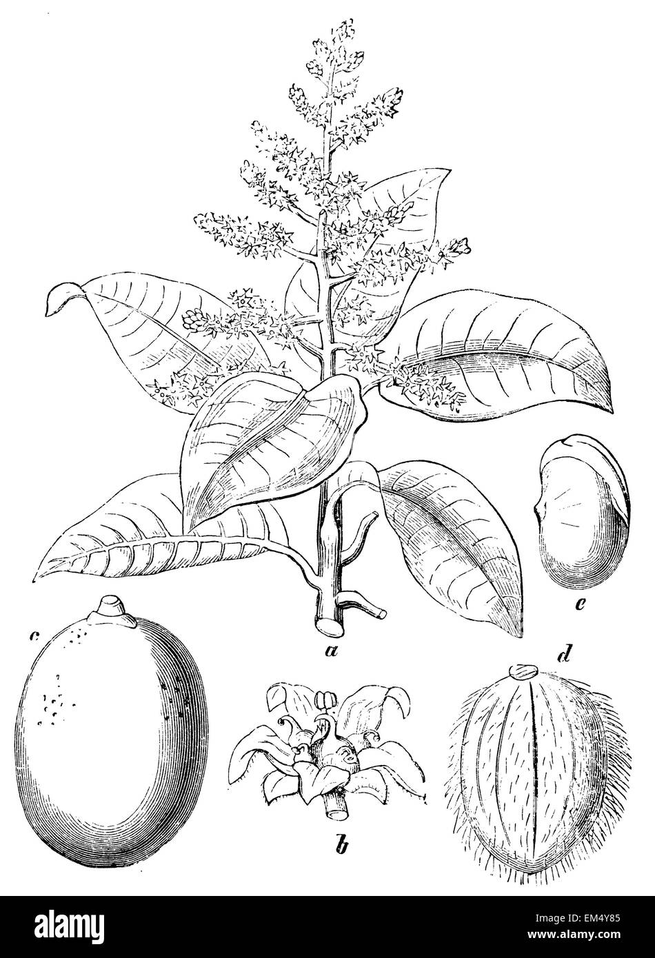 Mangosteen Tree Drawing