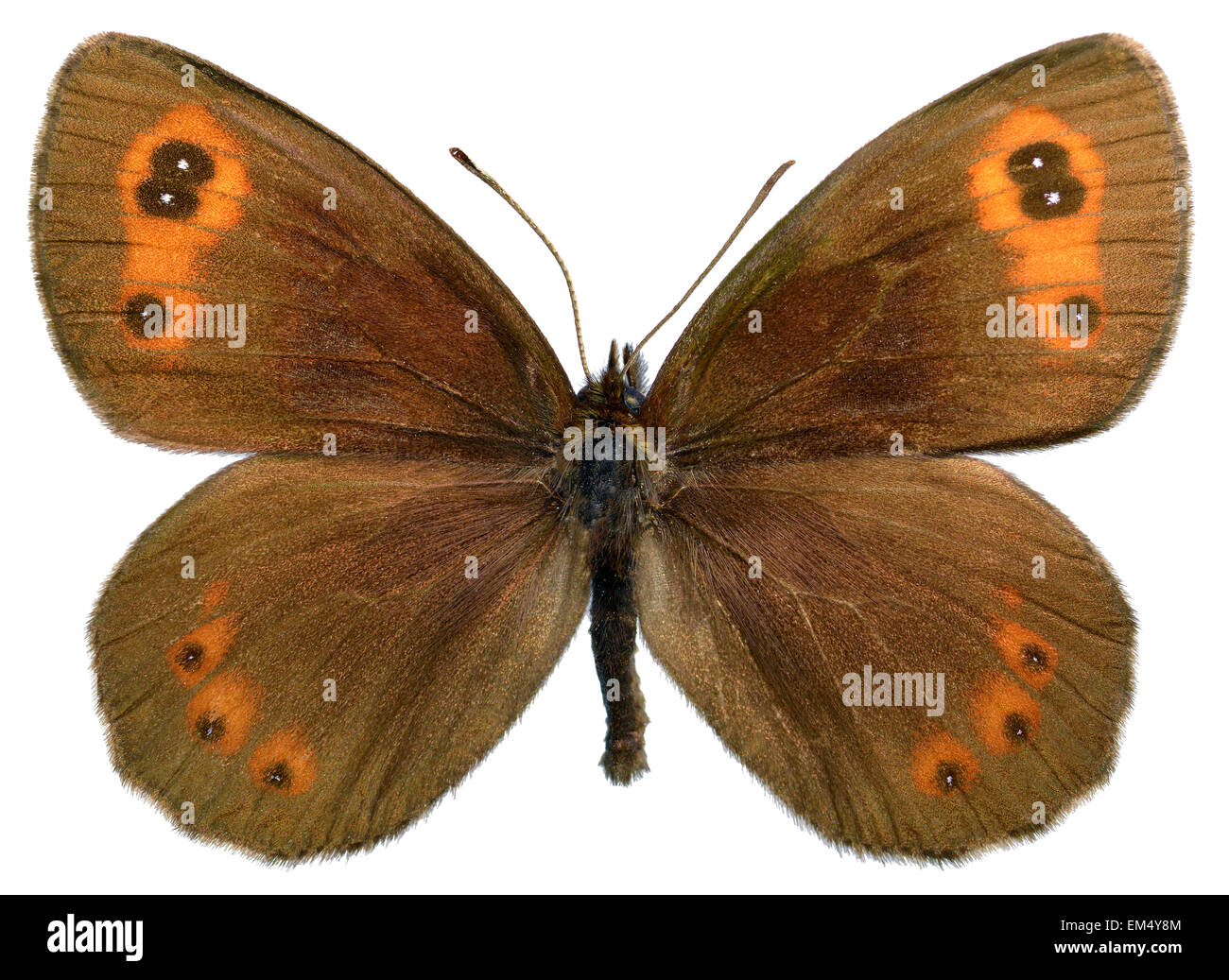 Scotch Argus butterfly (Erebia aethiops) isolated on white background ...