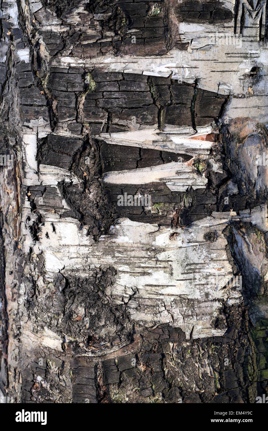 Most photographed tree hi-res stock photography and images - Alamy