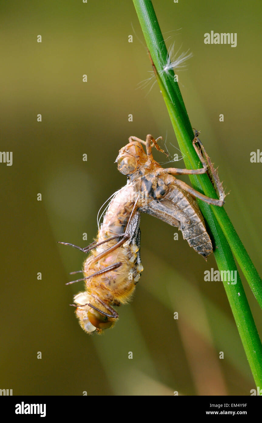 Dragonfly emerging from chrysalis hi-res stock photography and images ...