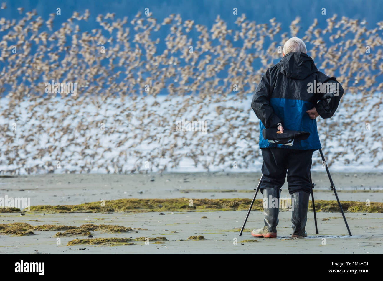 Men bird watching hi-res stock photography and images - Alamy