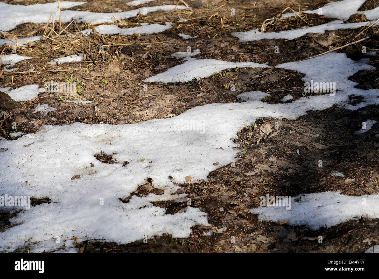 Spring snow thawed on the ground close up Stock Photo - Alamy