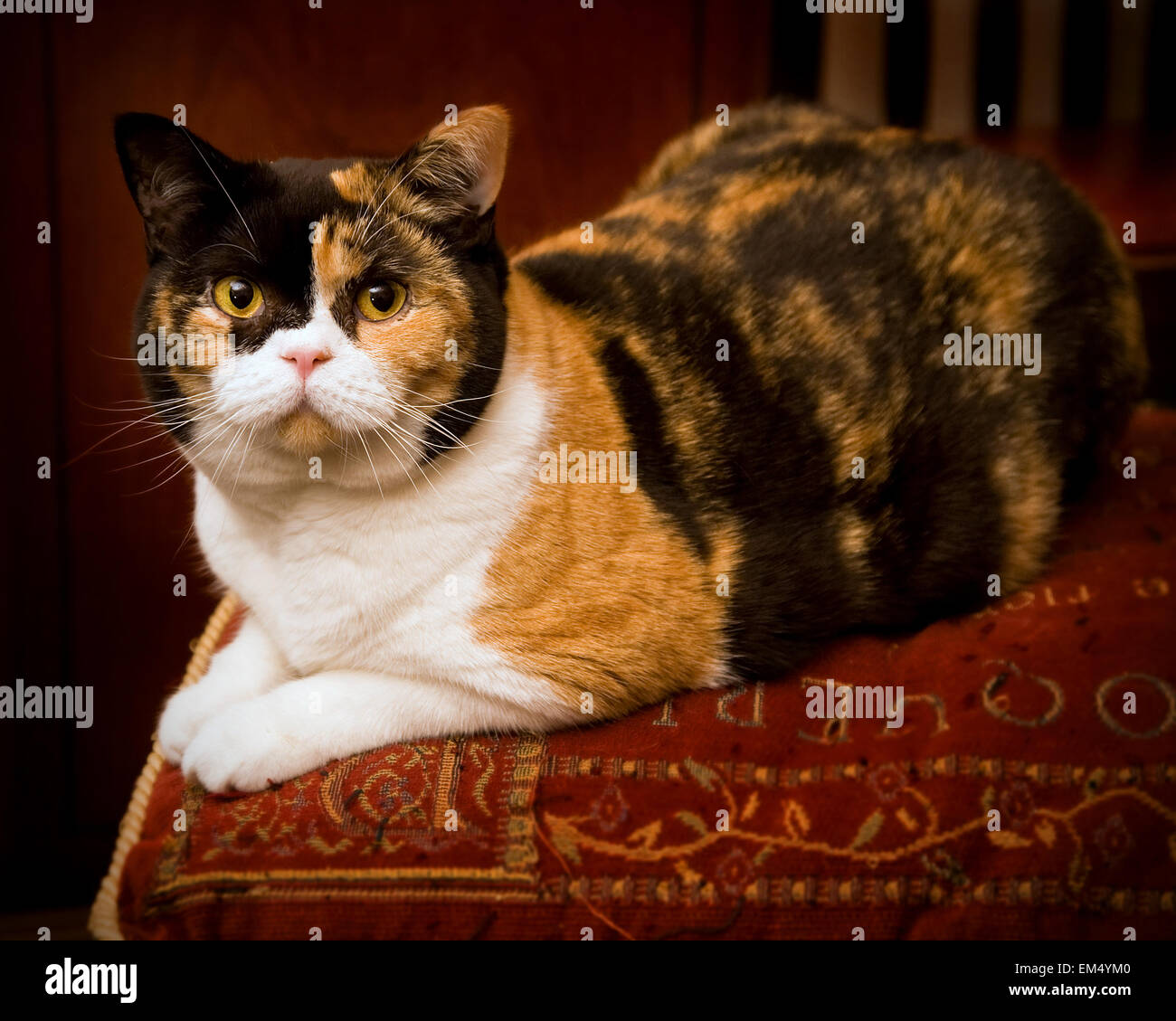 Cat lying on a cushion hi-res stock photography and images - Alamy