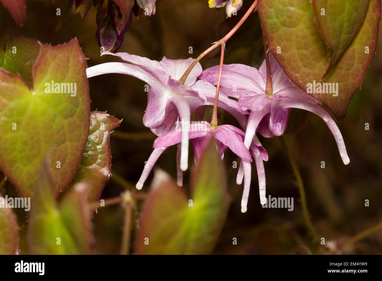 Spring flowers of the barrenwort, Epimedium 'Lilac Cascade' Stock Photo ...