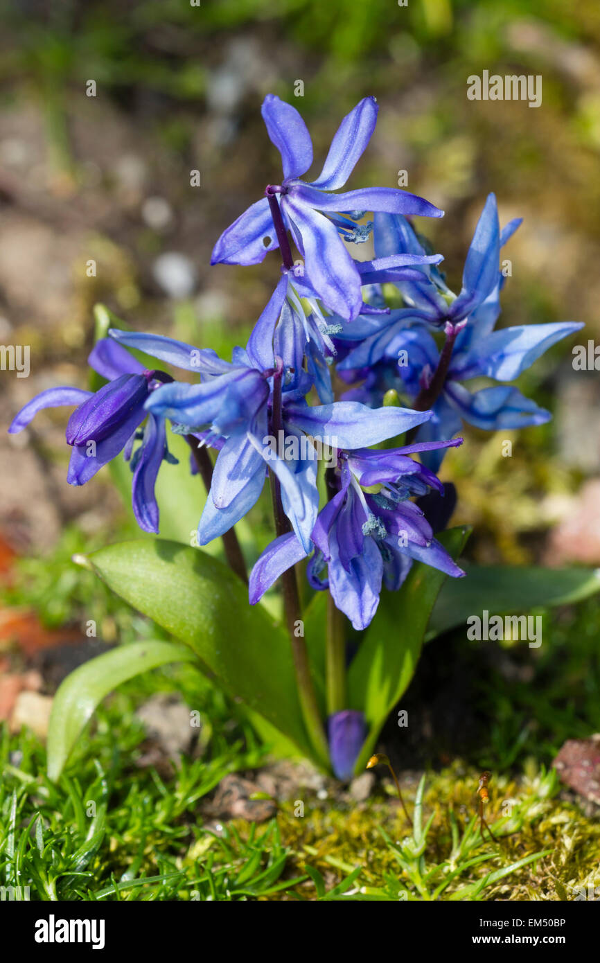 Blue spring flowers of the Siberian squill, Scilla siberica Stock Photo ...