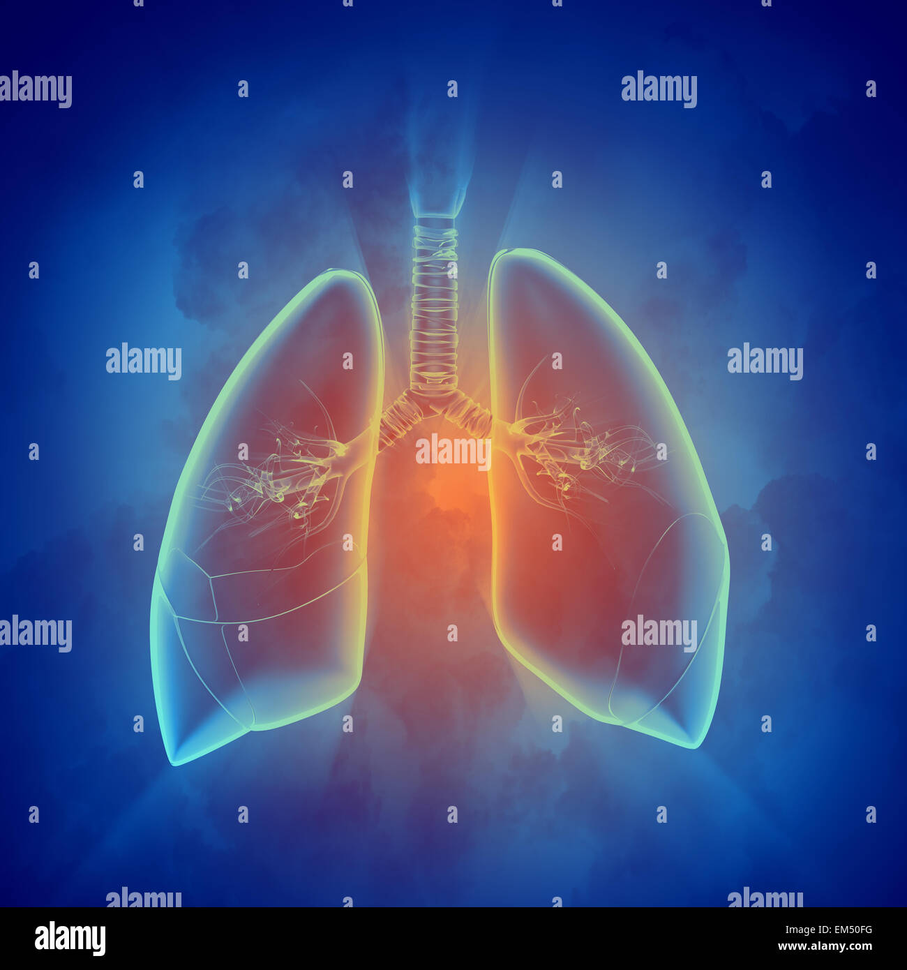 Human lungs section hi-res stock photography and images - Alamy