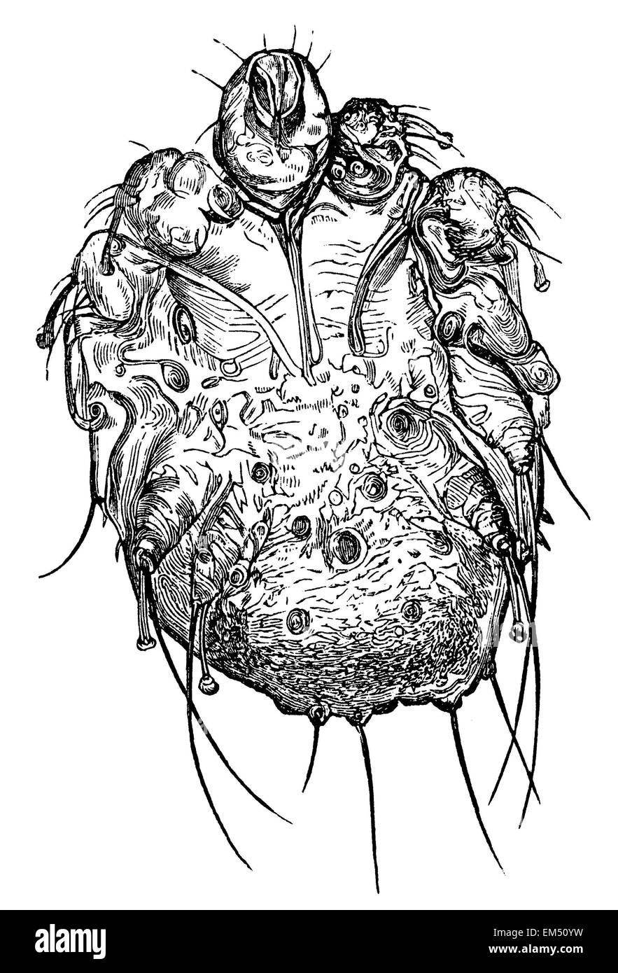 Itch drawing hi-res stock photography and images - Alamy