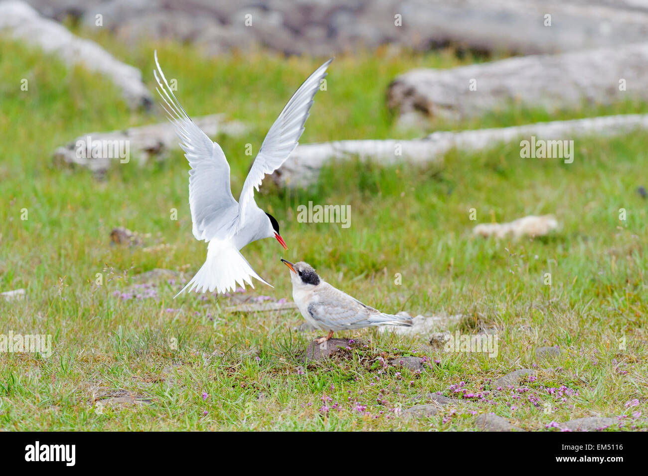 Arctic Tern (Sterna paradisaea) adult feeding chicken in flight ...