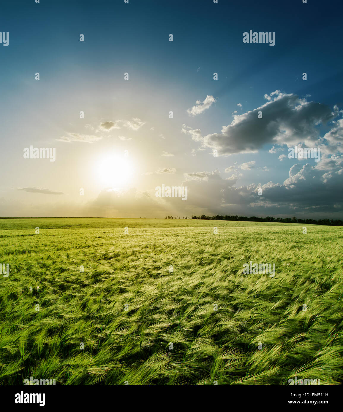 sunset over green field Stock Photo - Alamy