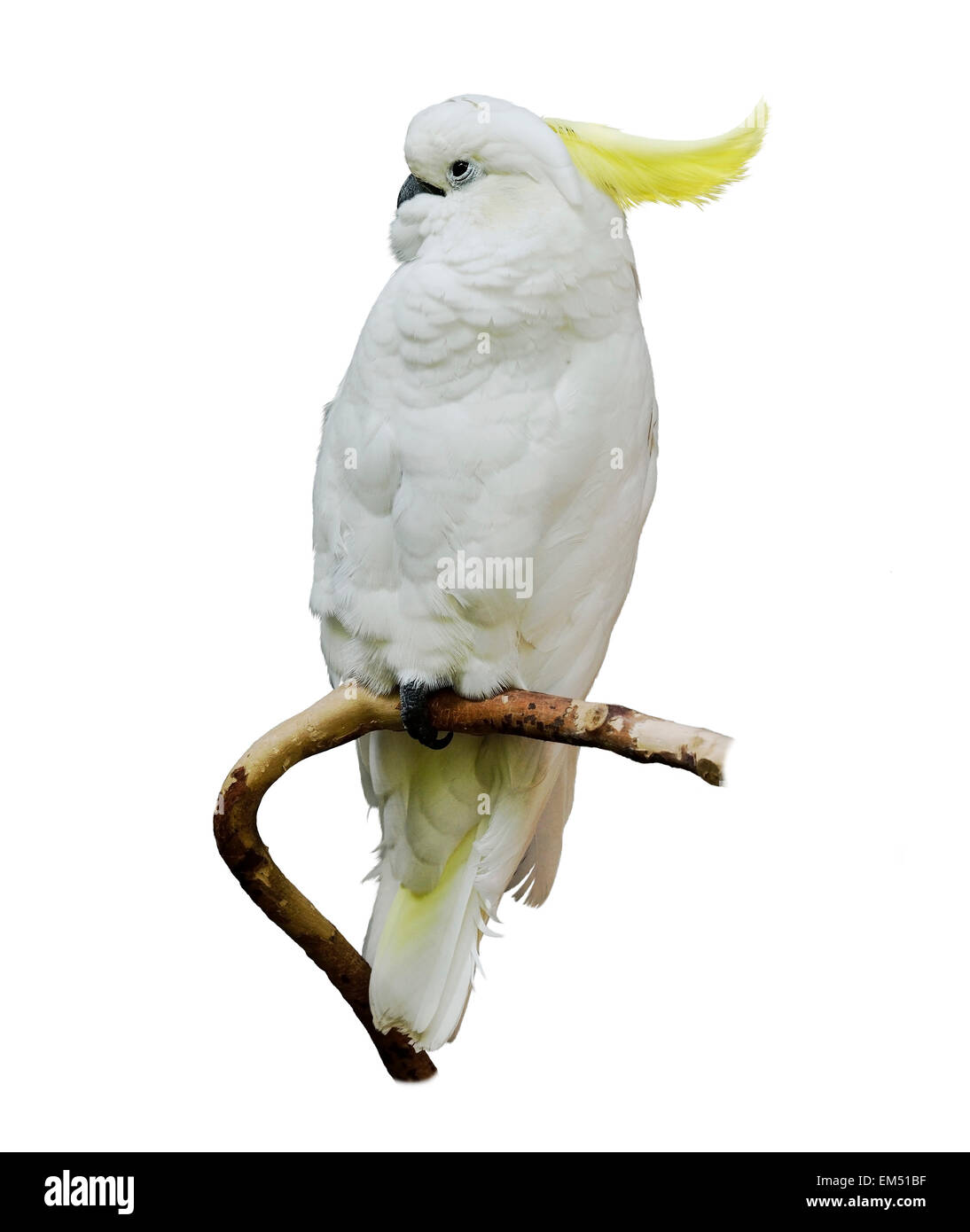 Yellow Cockatoo