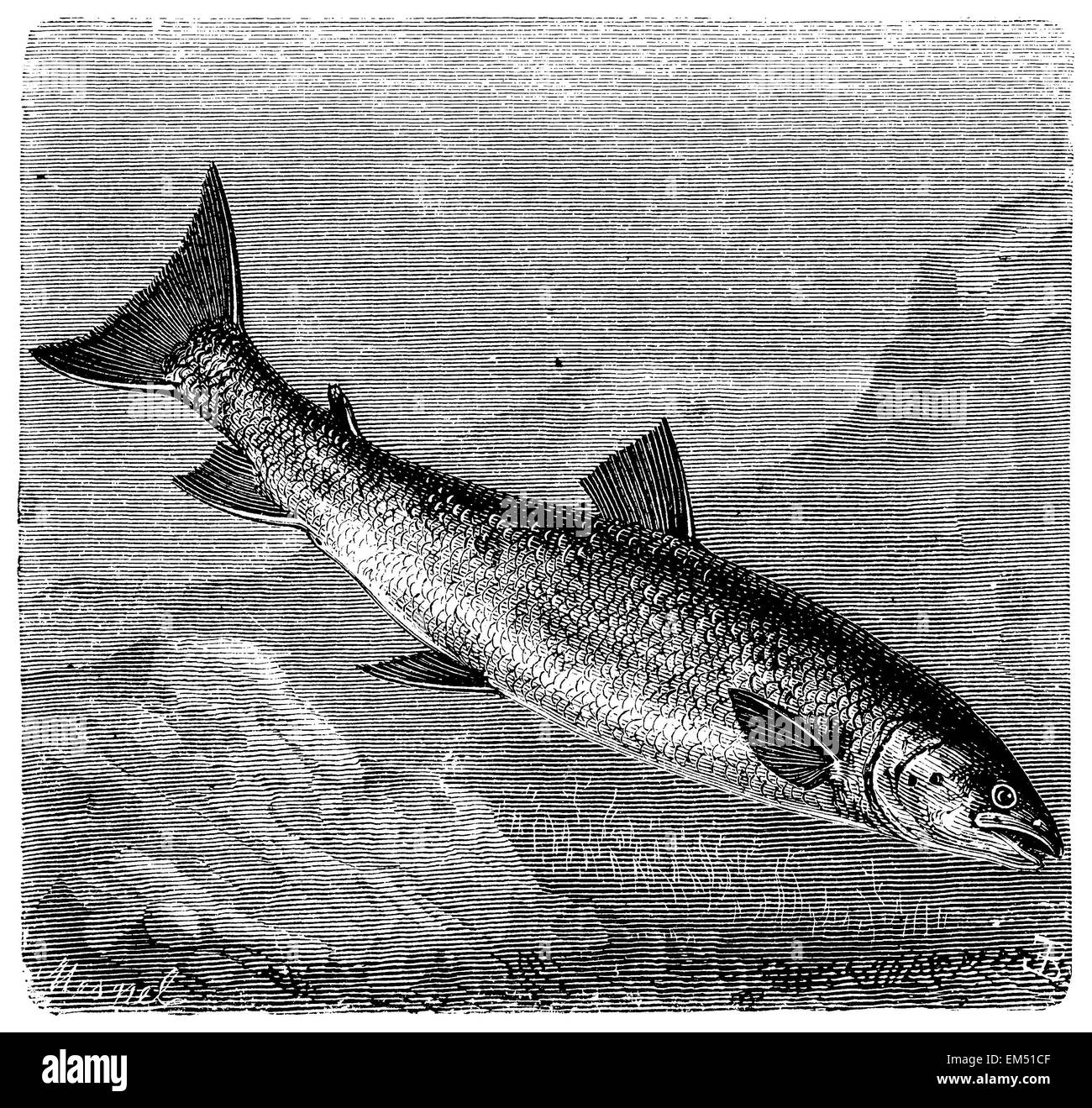 Salmon fish illustration drawing engraving Black and White Stock Photos ...