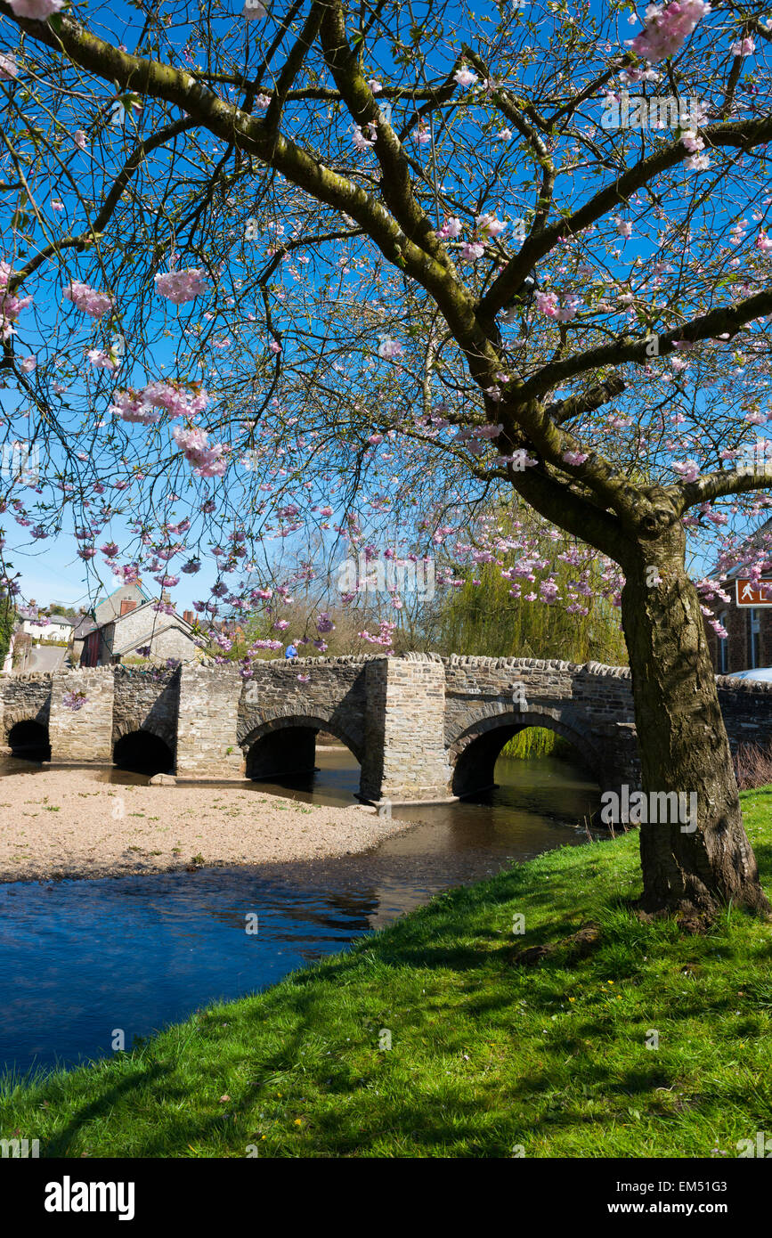 Spring blossom beside the River Clun in Clun, Shropshire, England Stock ...