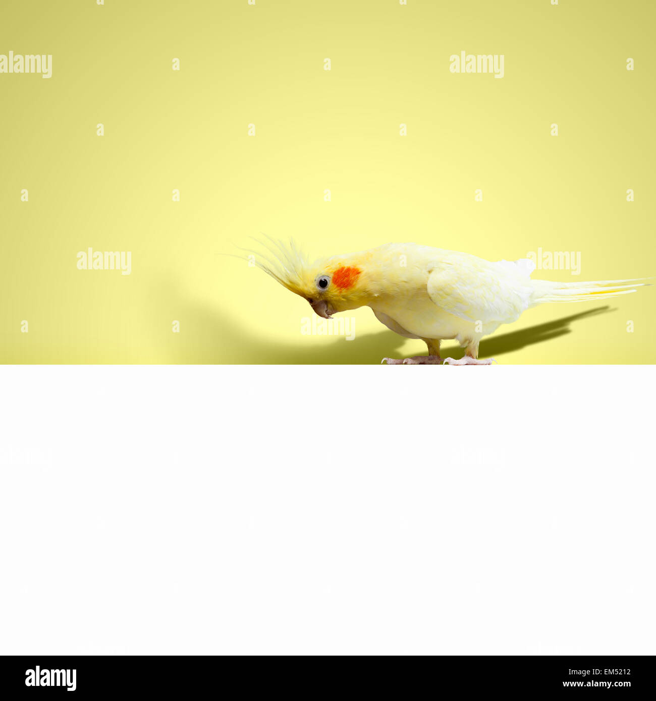 Parrot sitting on blank banner Stock Photo - Alamy
