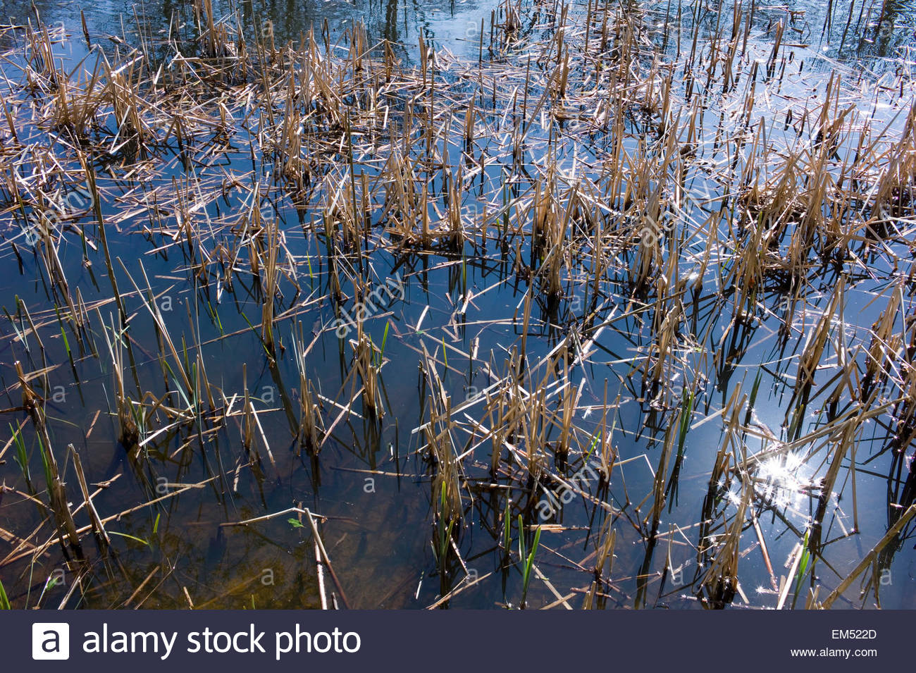 Water Reeds Growing Plants Stock Photos & Water Reeds Growing Plants ...