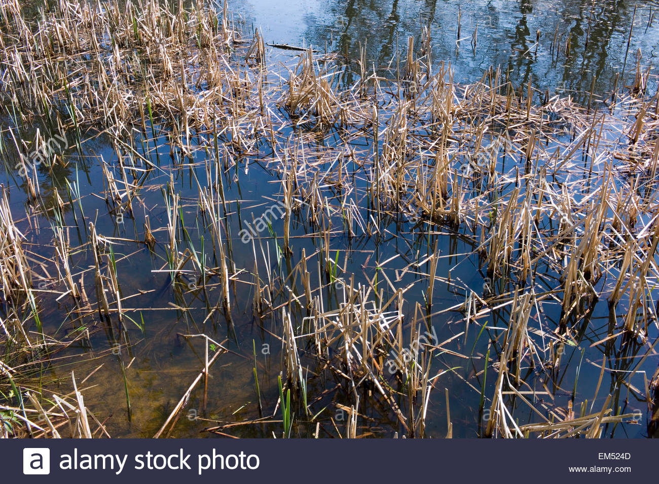 Water Reeds Growing Plants Stock Photos & Water Reeds Growing Plants ...