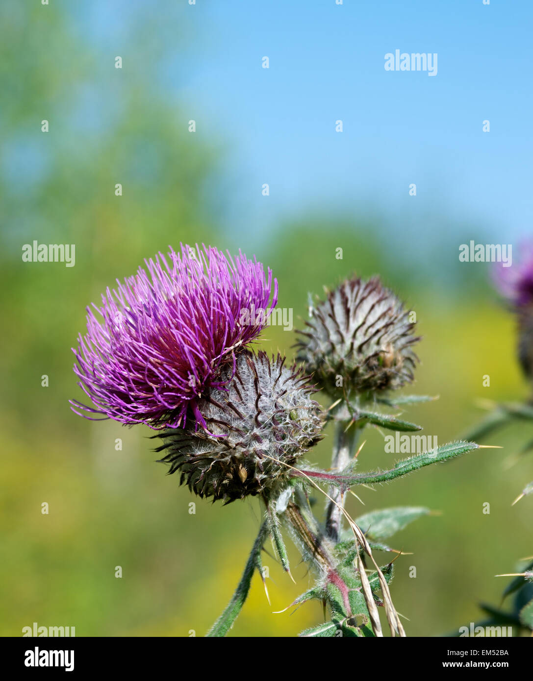 Thistle closeup hi-res stock photography and images - Alamy