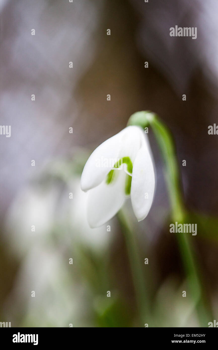 Snowdrop bulb hi-res stock photography and images - Alamy