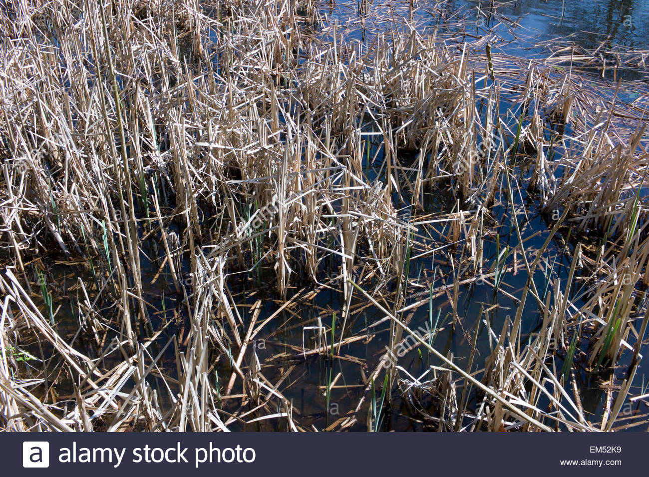 Water Reeds Growing Plants Stock Photos & Water Reeds Growing Plants ...